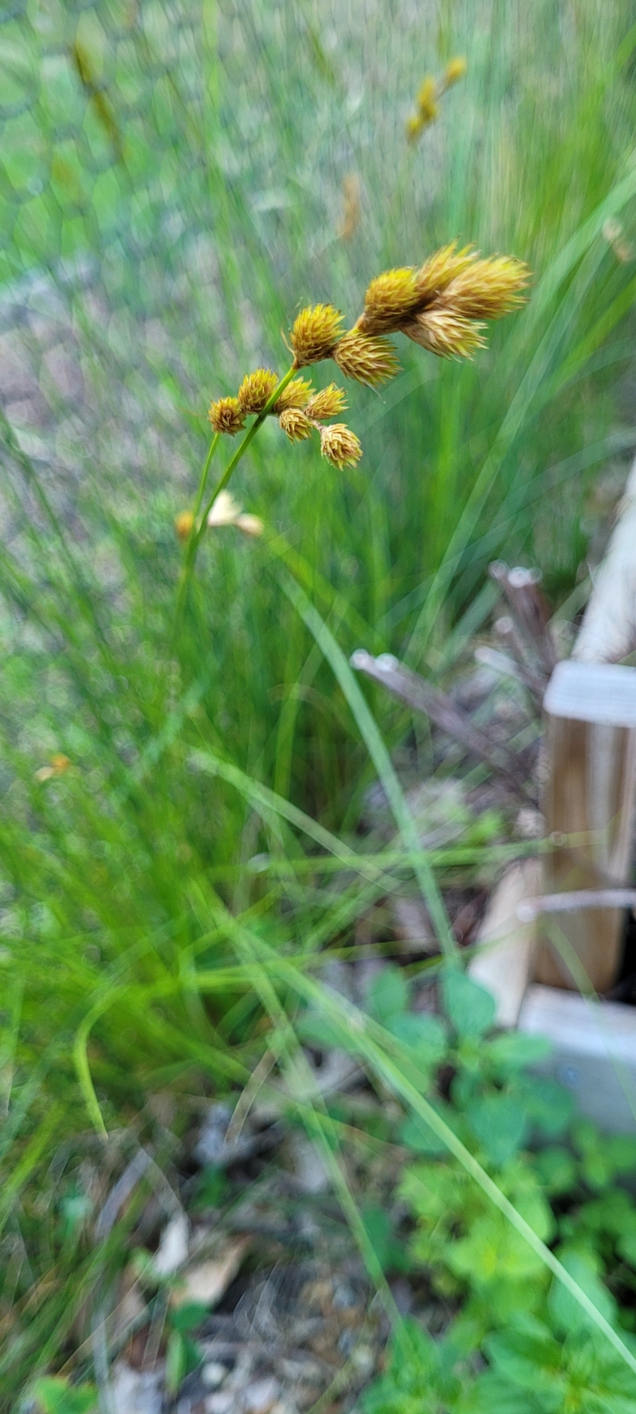 Carex scoparia Schkuhr ex Willd.