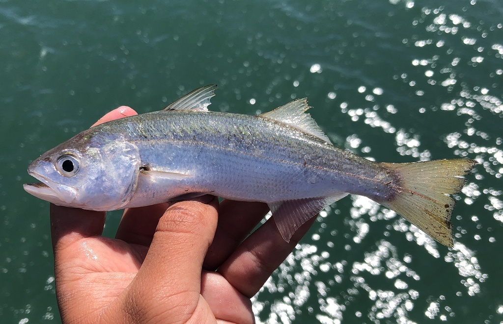 Queenfish (Seriphus politus) - Marine Life Identification