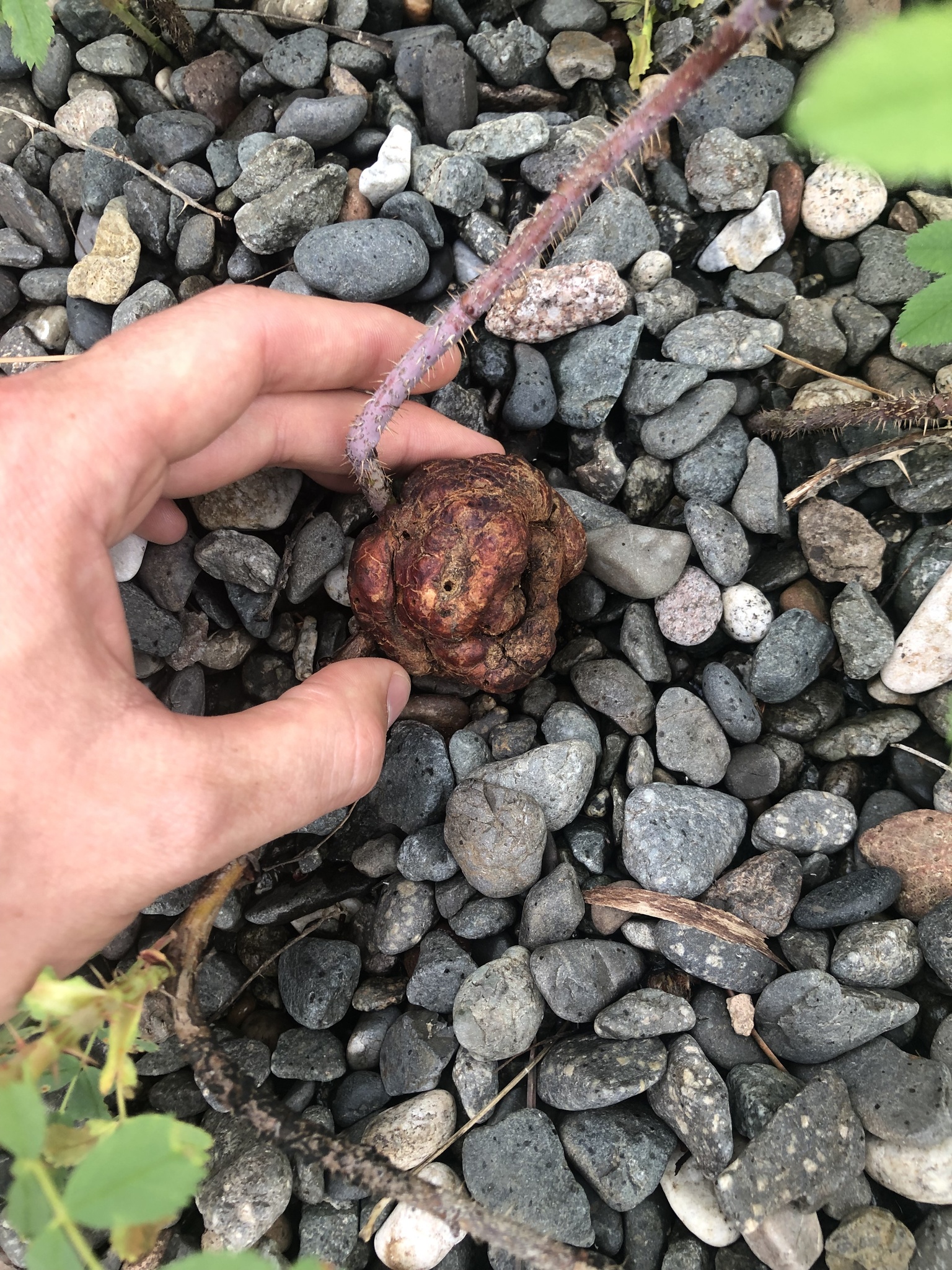 Diplolepis radicum (Osten Sacken, 1863)