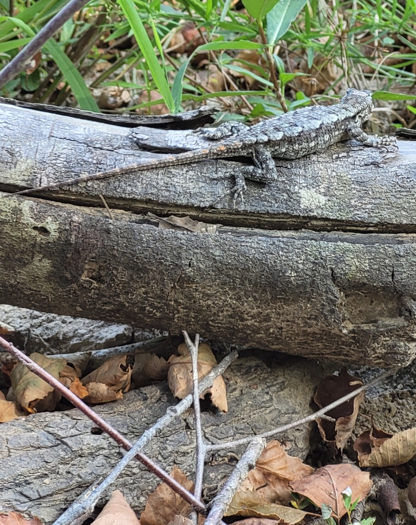 Eastern Fence Lizard from Grenada, MS 38901, USA on June 25, 2022 at 05 ...