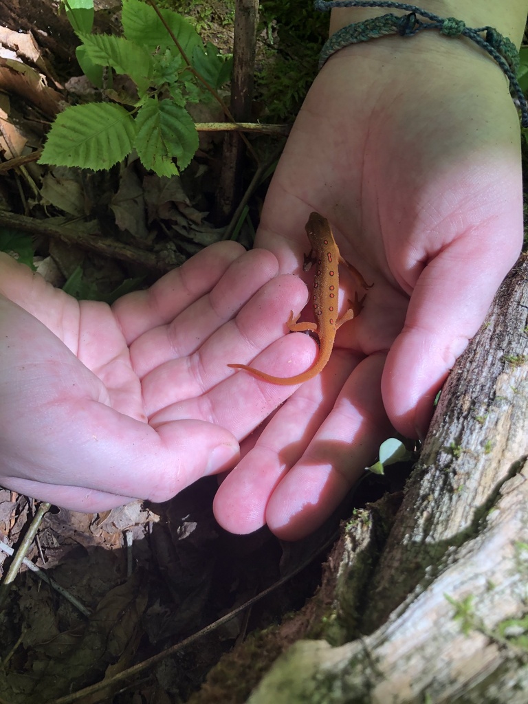 Eastern Newt in June 2022 by Morghan McCool · iNaturalist