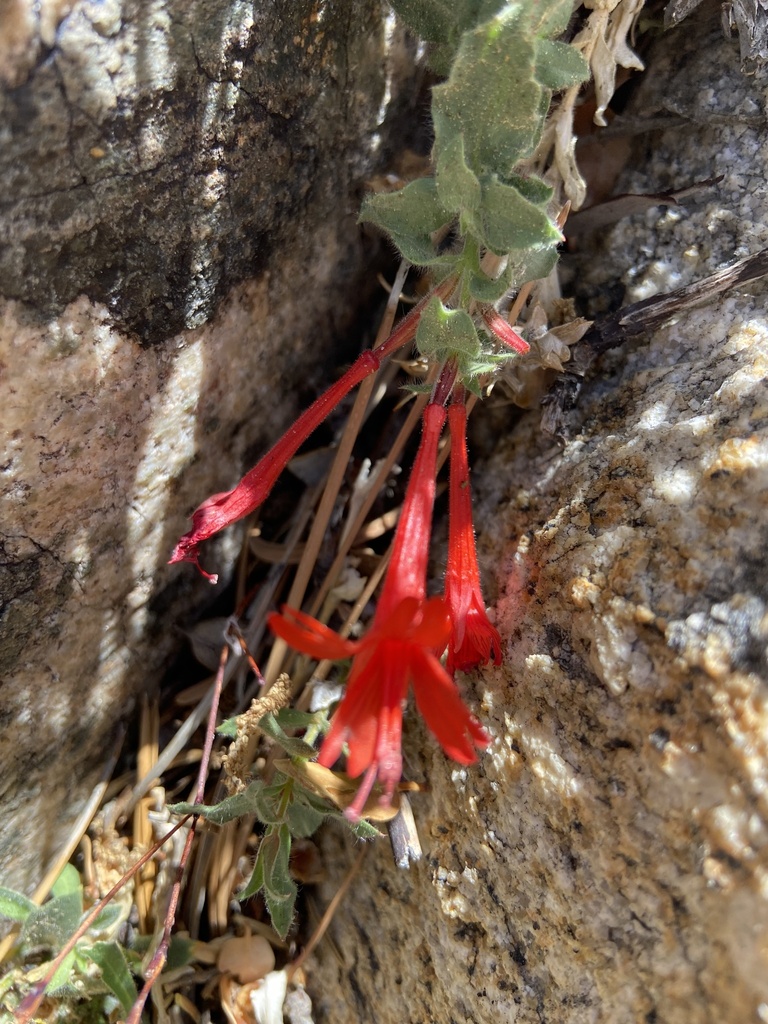 Hummingbird trumpet from Santa Rosa and San Jacinto Mountains National ...