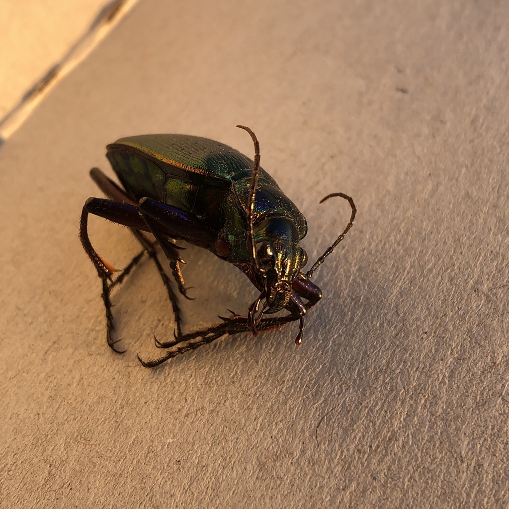 Wilcox's Caterpillar Hunter from Little Pond Ln, Leonardtown, MD, US on ...