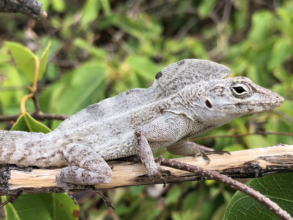 Cook's Anole in June 2022 by Asa Conover · iNaturalist