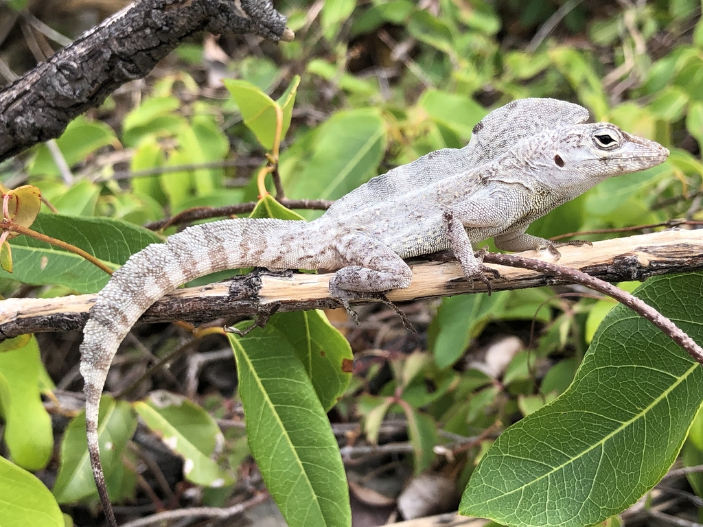 Cook's Anole (Anolis cooki) - Snakes and Lizards