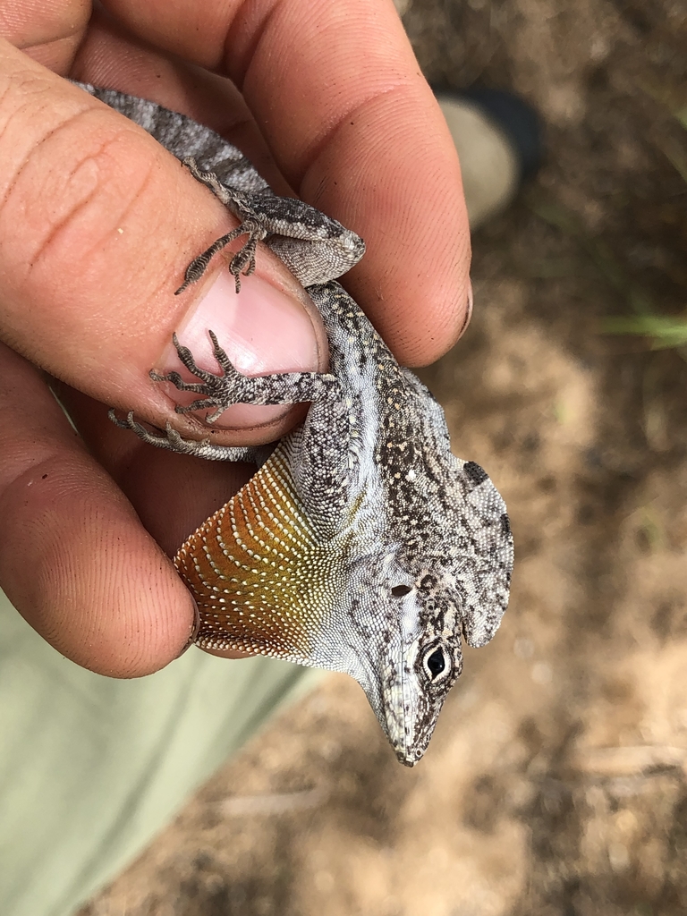 Cook's Anole (Anolis cooki) - Snakes and Lizards