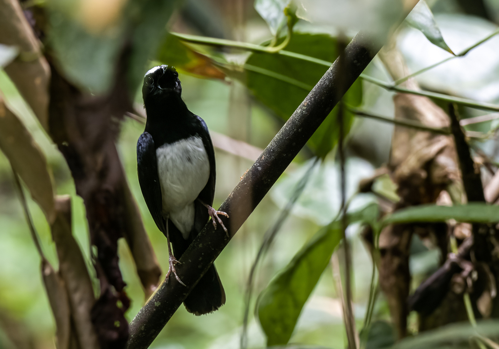 Visayan Shama from Sibalom, Antique, Philippines on June 11, 2022 at 03 ...