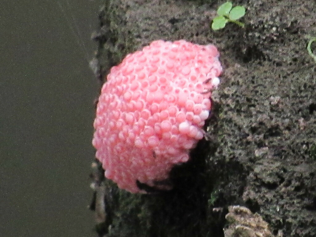 Island Apple Snail from Woodland Heights, Houston, TX, USA on June 21 ...