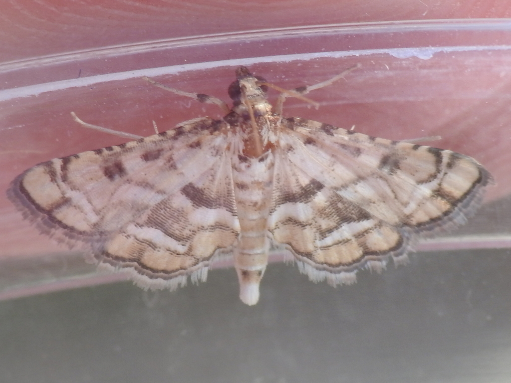 Magician Moth from Dimmit County, TX, USA on June 19, 2022 at 06:40 PM ...