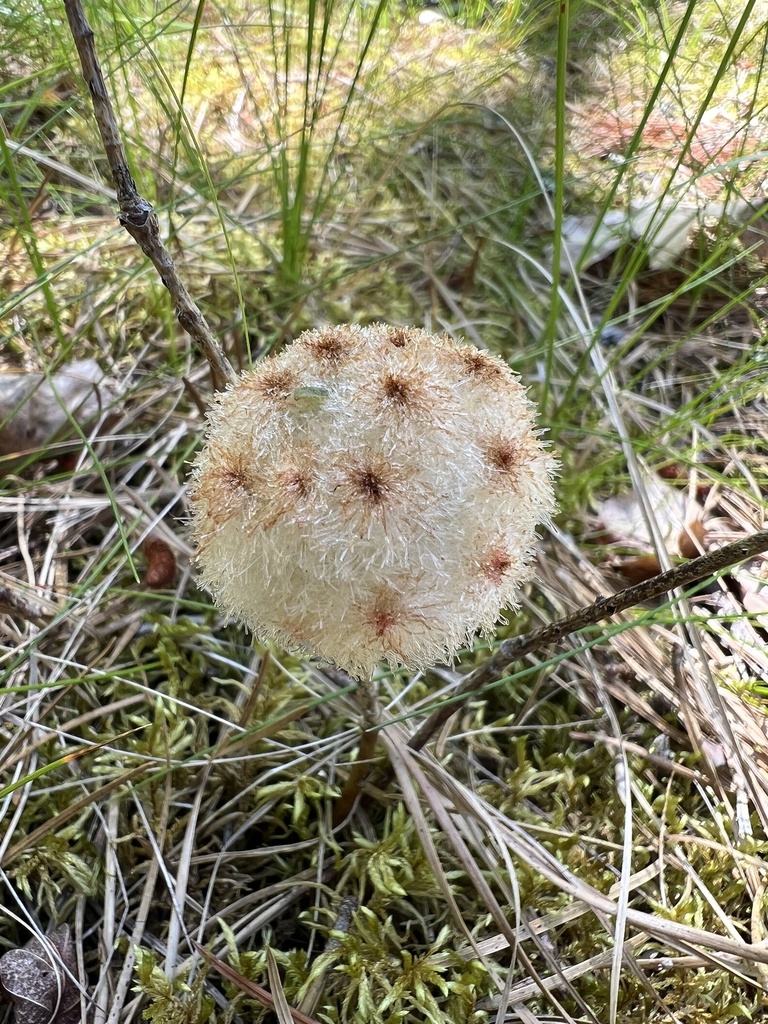 Wool Sower Gall Wasp from Cape Cod National Seashore, Wellfleet, MA, US ...