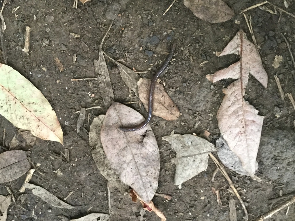 Earthworms and allies from B103 - Plaine Champagne Road, Mauritius on ...