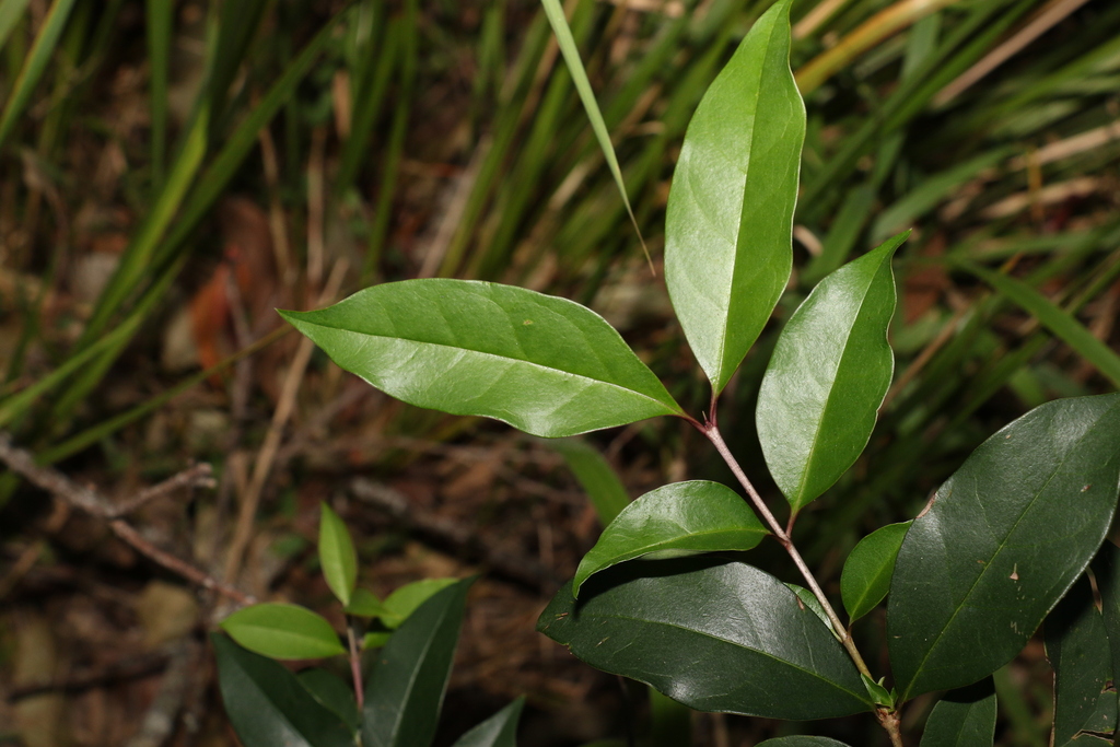 tree privet from Mount Mellum QLD 4550, Australia on June 25, 2022 at ...