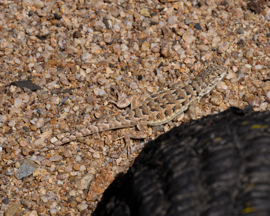 Black-spotted Smooth-throated Lizard from Antofagasta, Chile on March ...