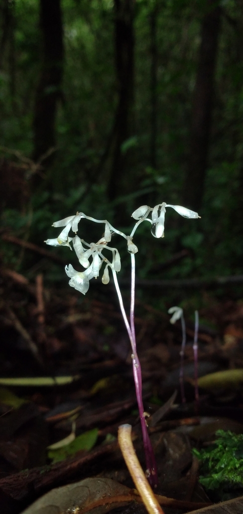 Gymnosiphon suaveolens (Flora Reserva El Dorado) · iNaturalist