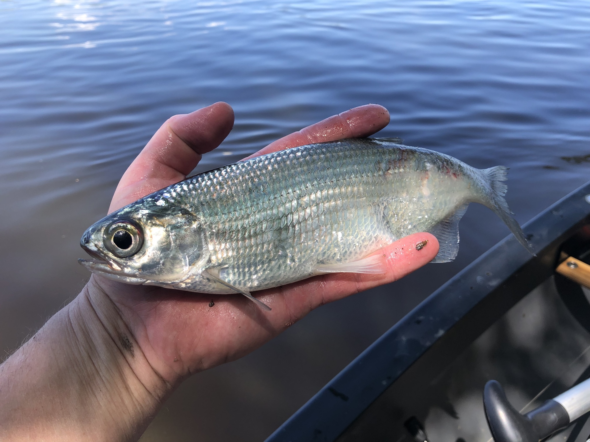 Hiodon Lesueur, 1818