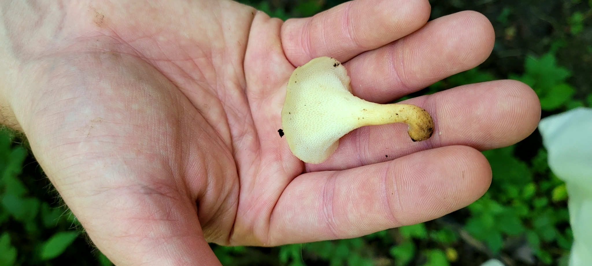 Polyporus radicatus Schwein.