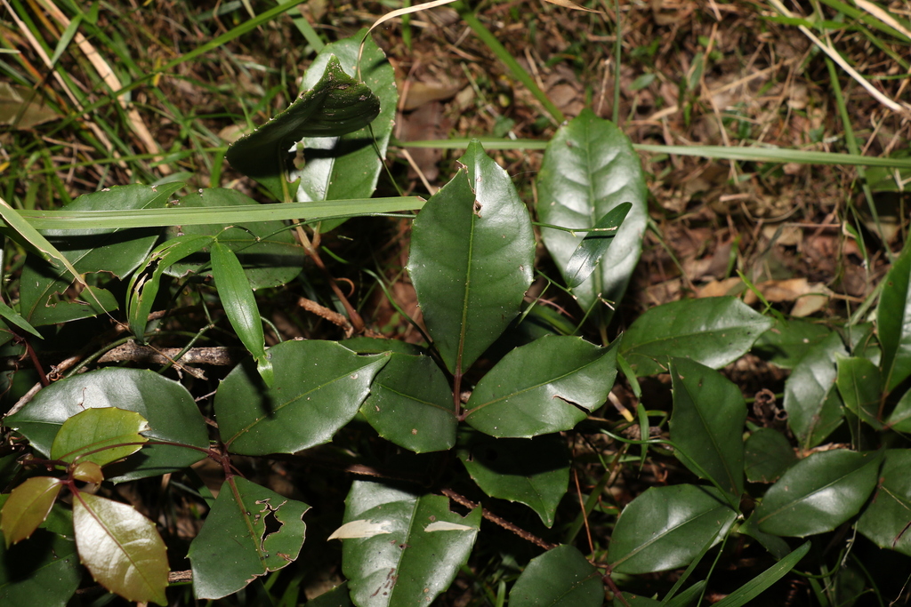 Native Grape from Mount Mellum QLD 4550, Australia on June 25, 2022 at ...