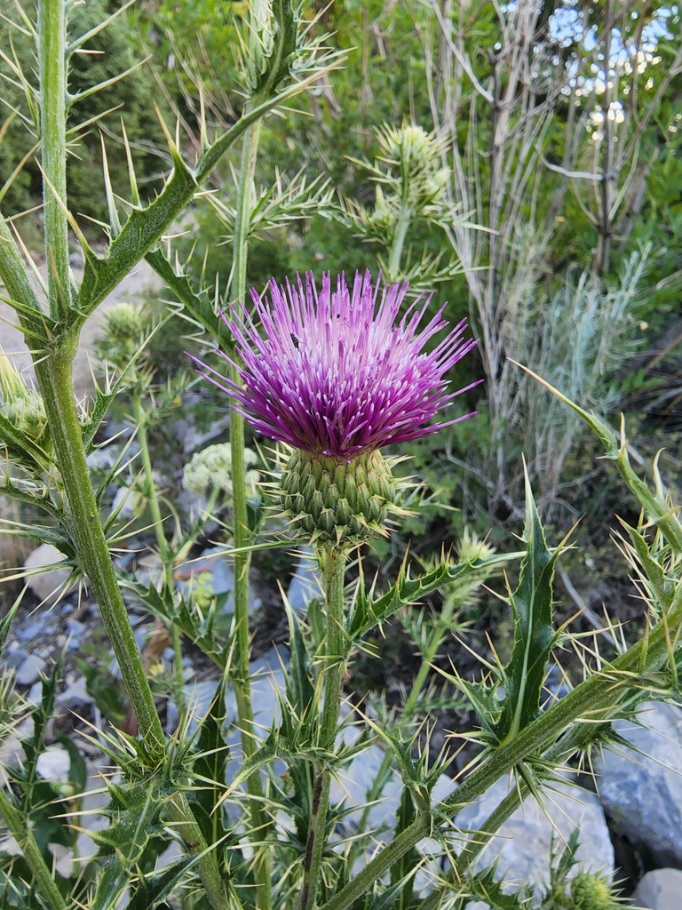desert mountain thistle from Mt Charleston, NV 89124, USA on June 25, 2022 at 06:15 PM by ...