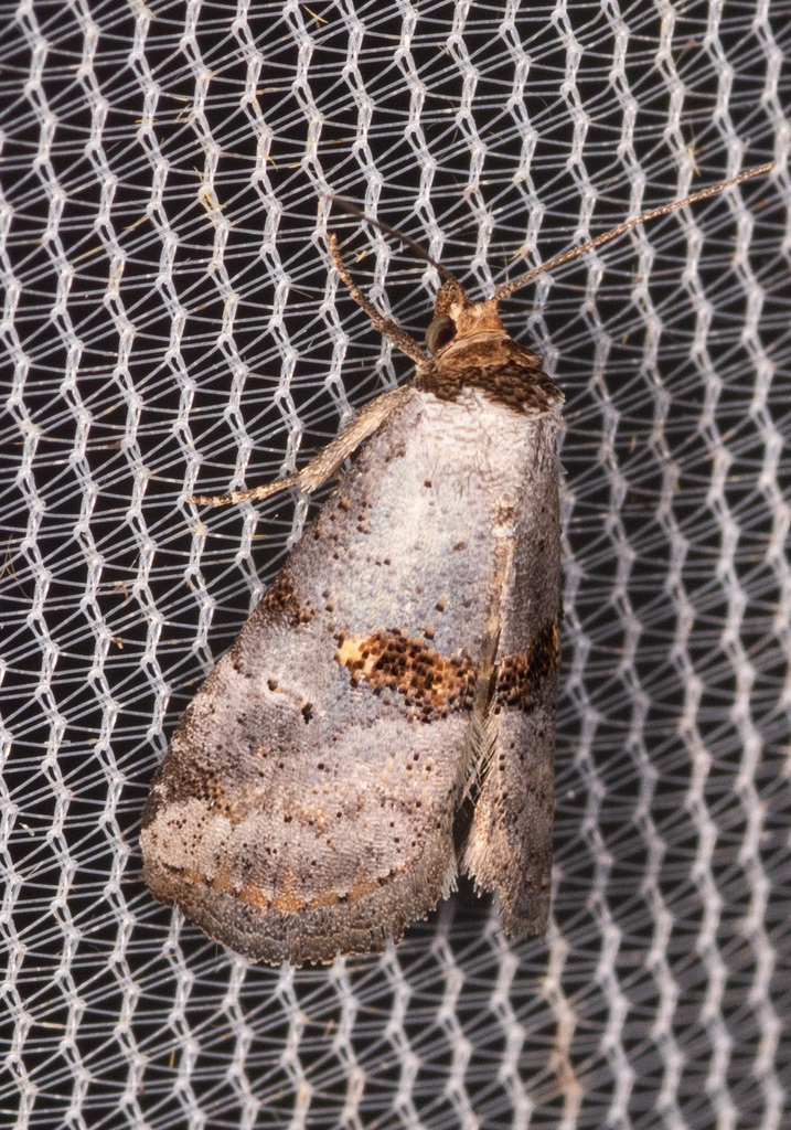 Yellow-spotted Graylet from Dorchester County, MD, USA on June 23, 2022 ...