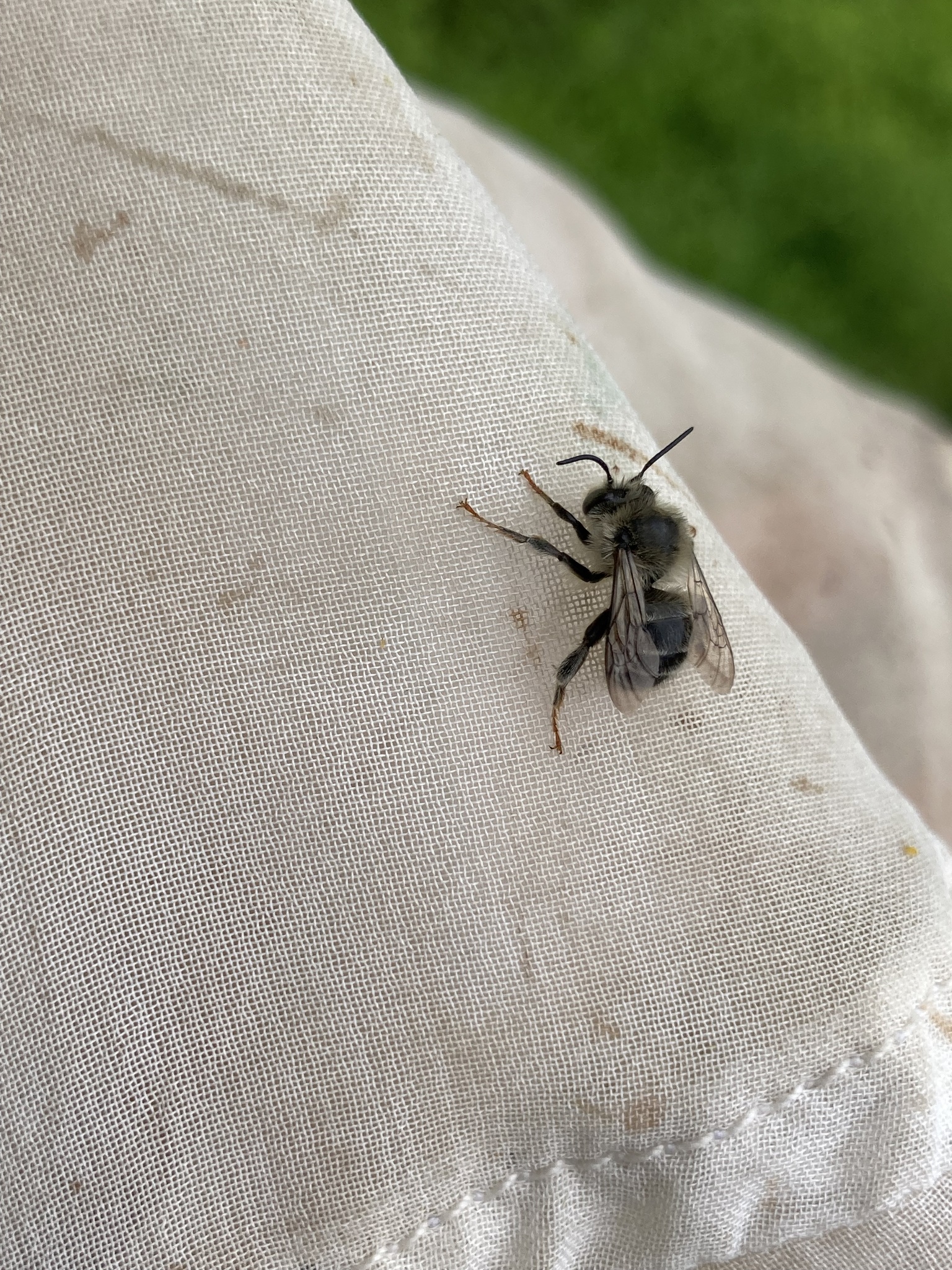 Anthophora terminalis Cresson, 1869