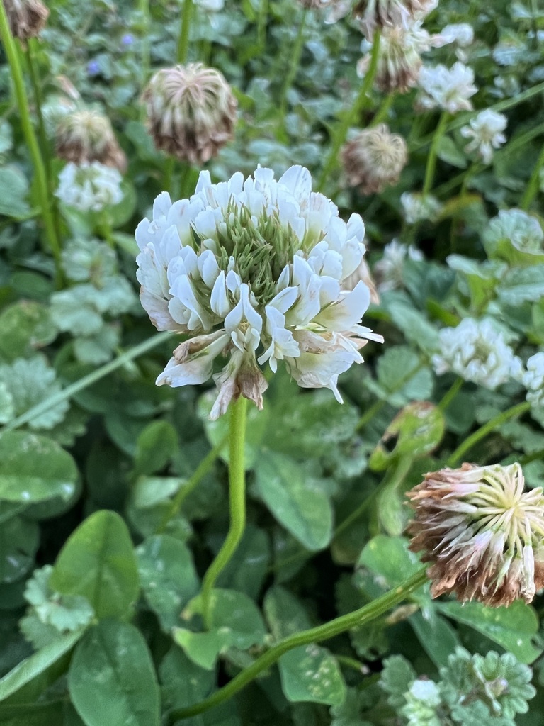 white clover from 40th Ave NE, Rochester, MN, US on June 25, 2022 at 08 ...