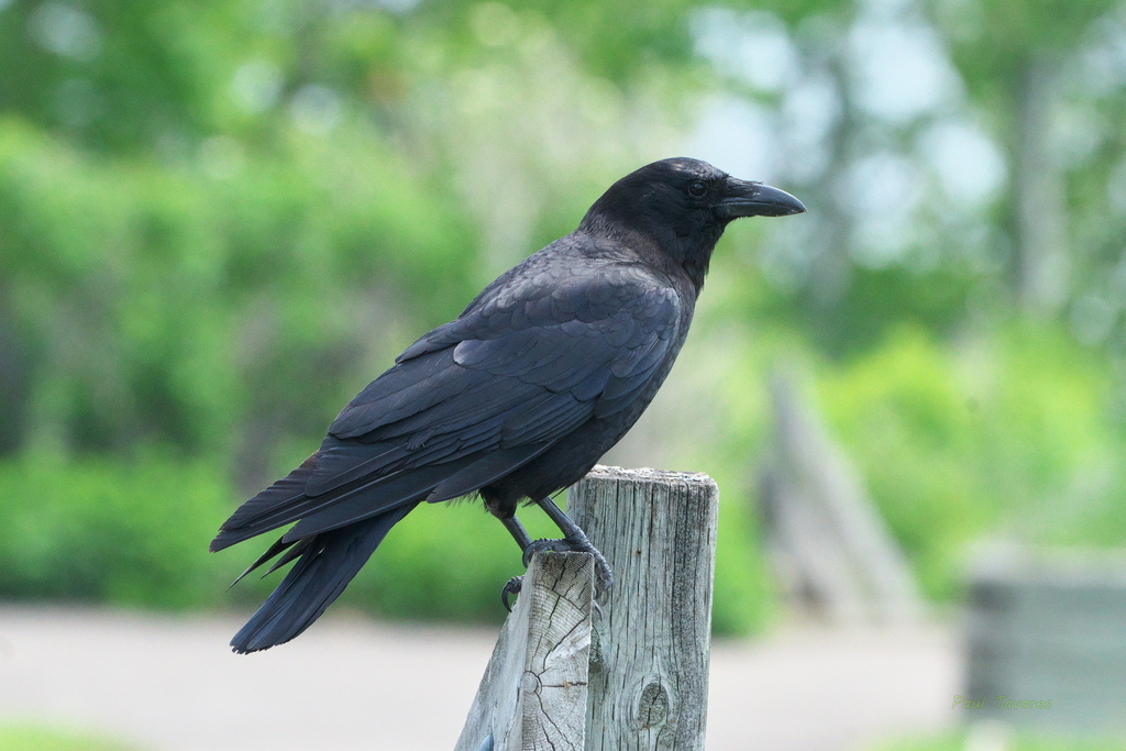 Common Raven from Musée de la Gaspésie, Gaspé, QC, Canada on June 16 ...