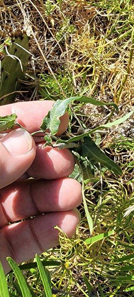 wavyleaf twinevine from White Settlement, TX, USA on June 24, 2022 at ...