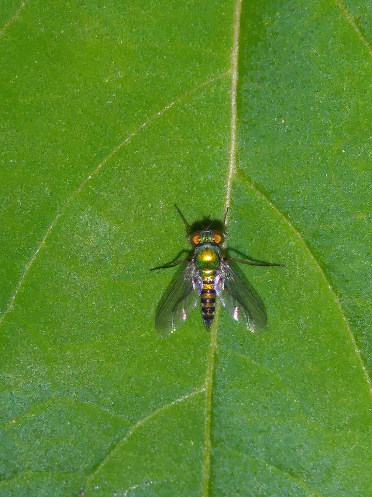 Condylostylus caudatus from Palmetto Estates, FL, USA on June 25, 2022 ...