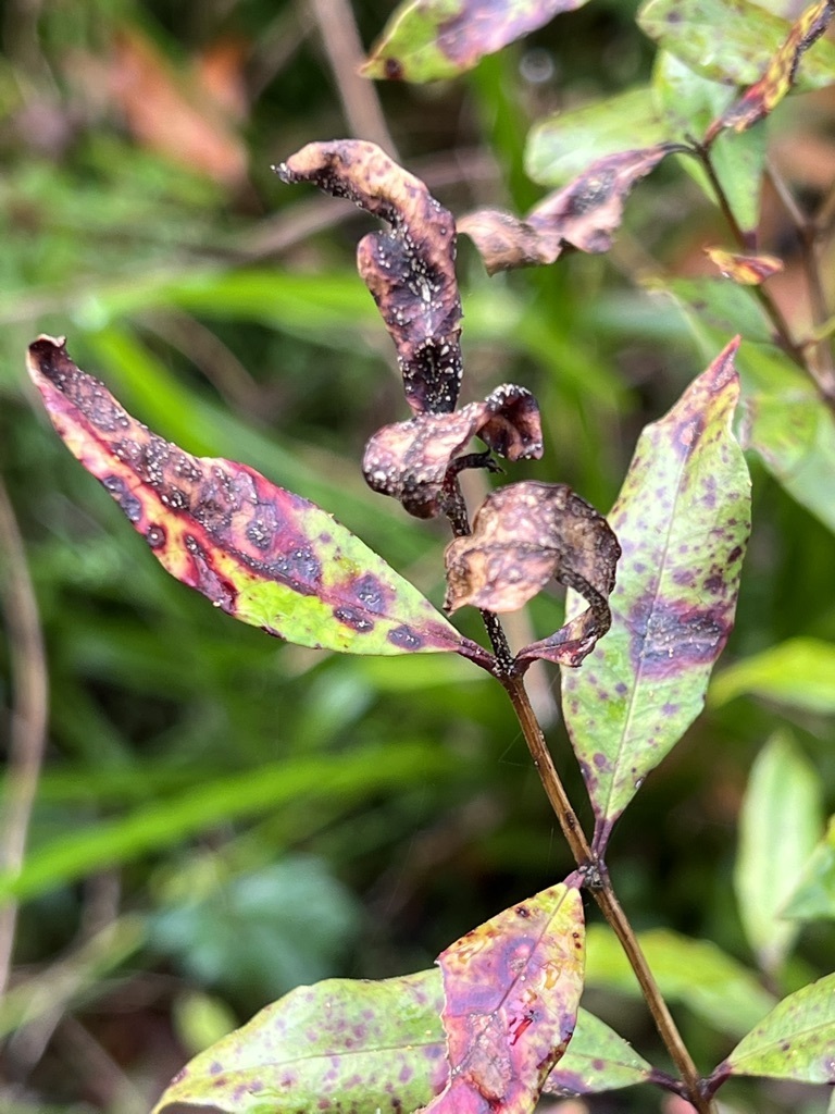 Swamp maire from Hillcrest, Hamilton, New Zealand on June 24, 2022 at ...