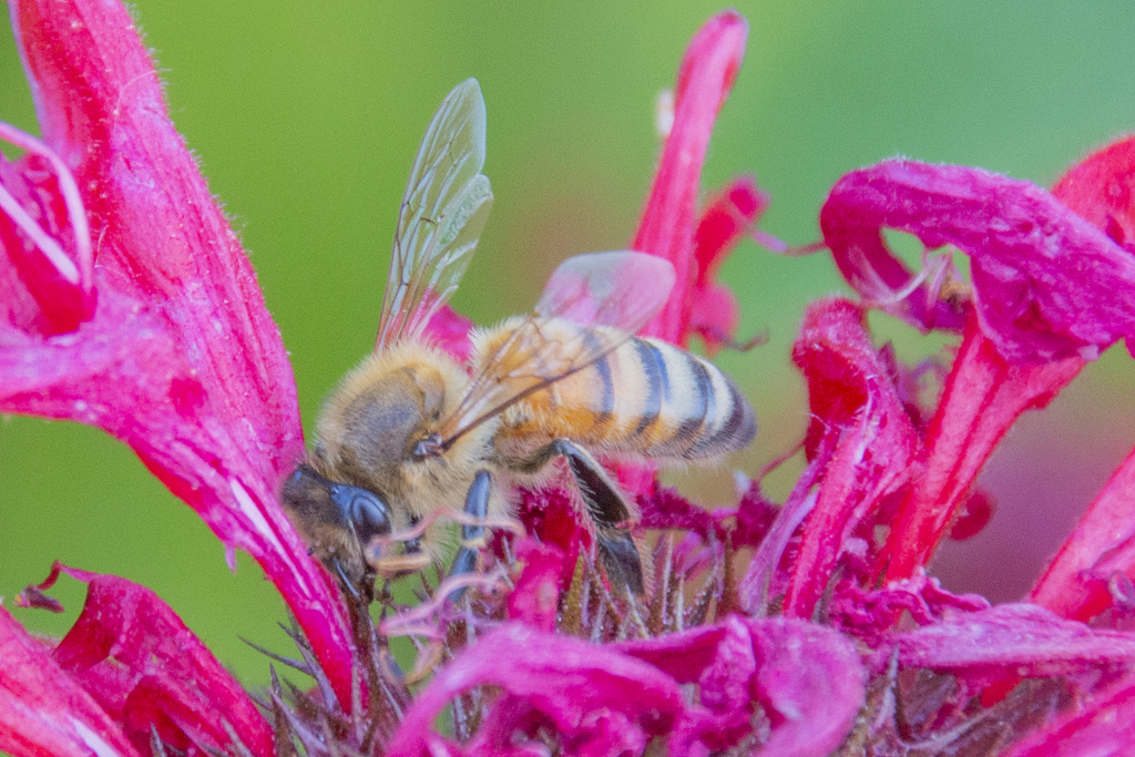 Western Honey Bee from Green Spring Gardens, Fairfax VA, USA on June 20 ...