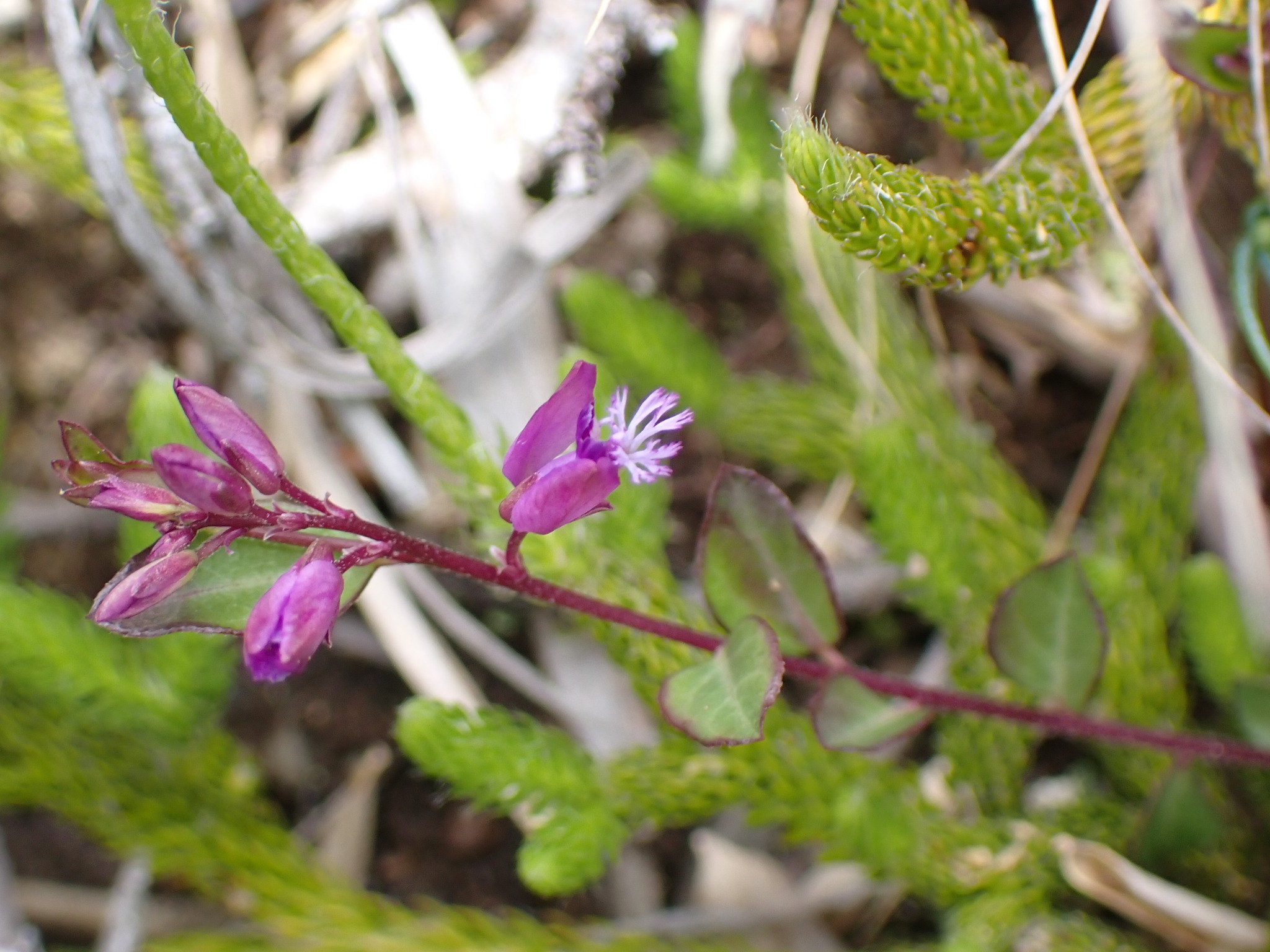 Polygala japonica Houtt.