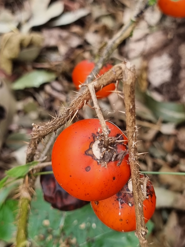 Cockroach Berry from Caloundra - Rail Corridor, AU-QL, AU on June 26 ...