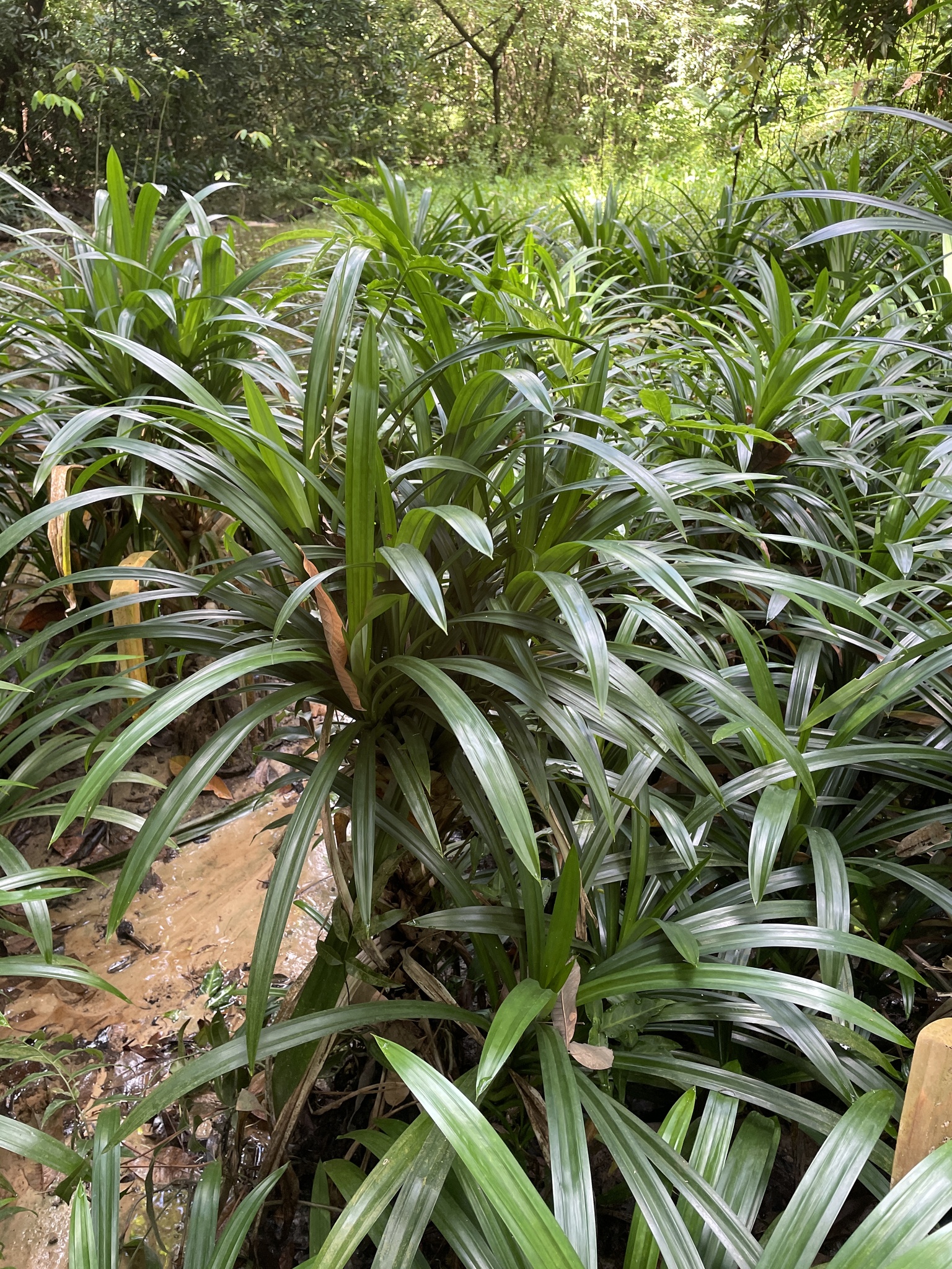 Pandanus amaryllifolius Roxb. ex Lindl.