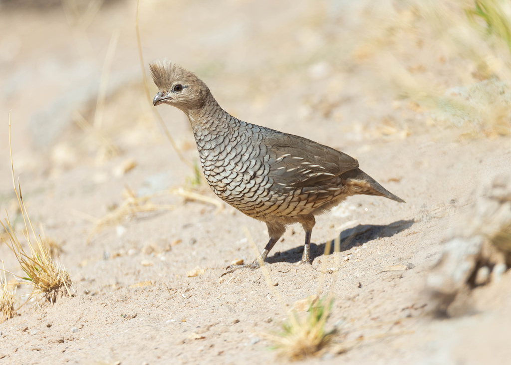 Codorniz escamosa desde Northumberg Dr, El Paso, TX, US el 24 de junio ...