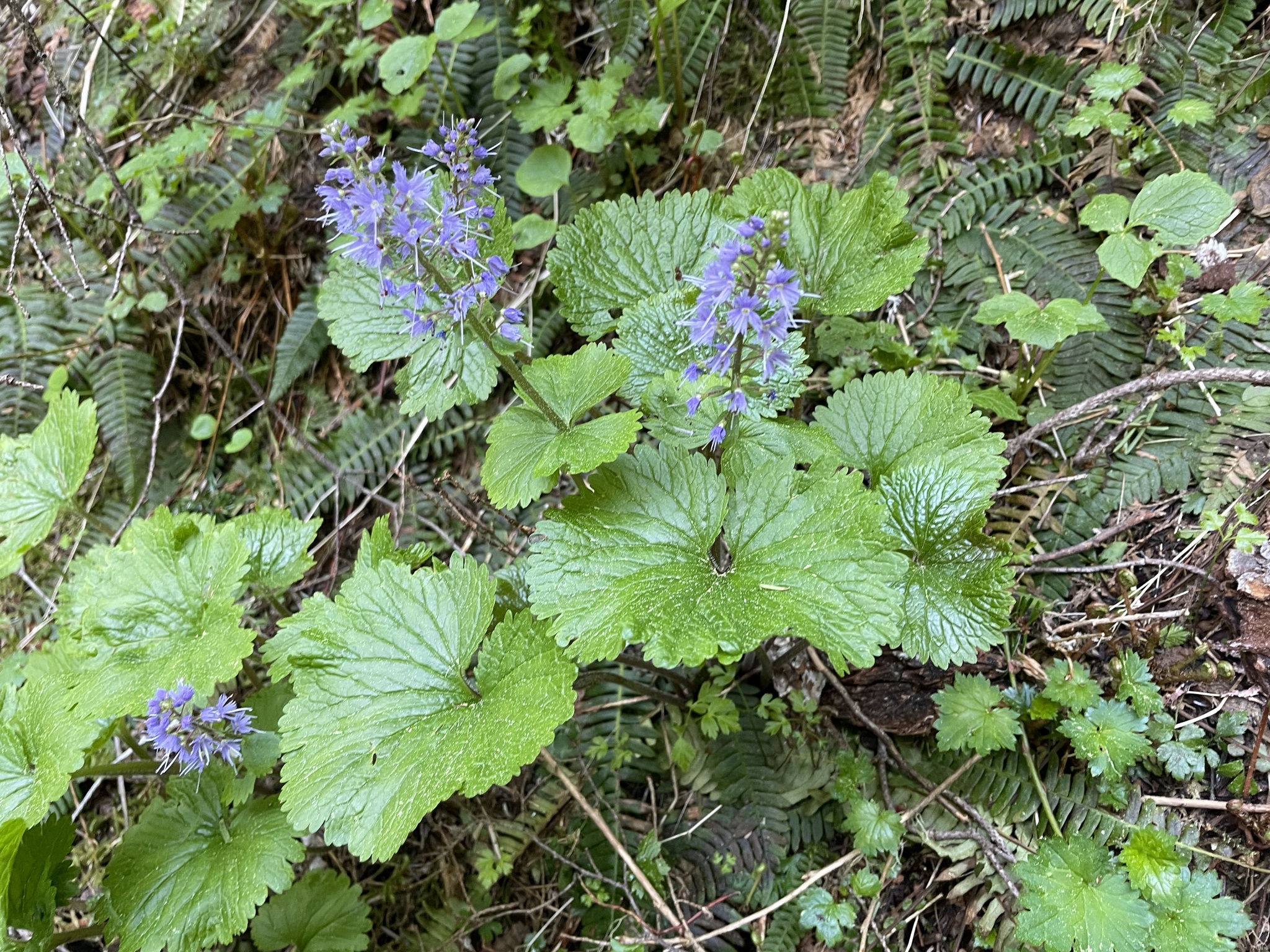 Synthyris schizantha Piper