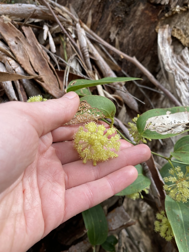 Austral Sarsaparilla from K’gari (Fraser Island) Recreation Area, Eurong, QLD, AU on June 20 ...