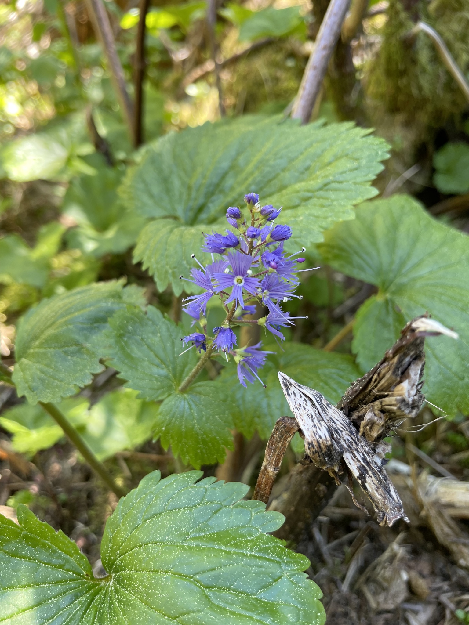 Synthyris schizantha Piper