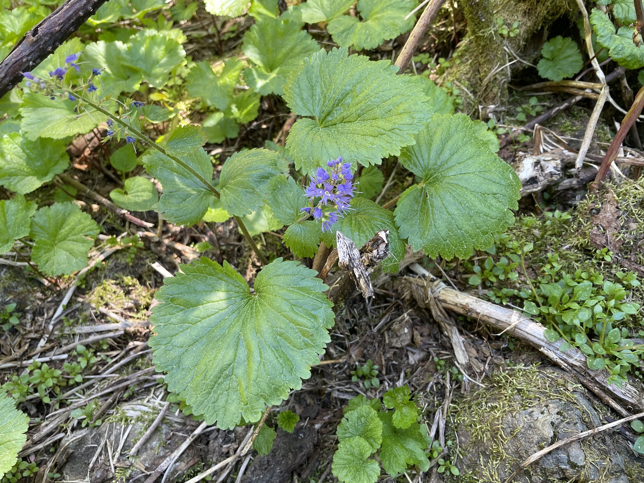Synthyris schizantha Piper
