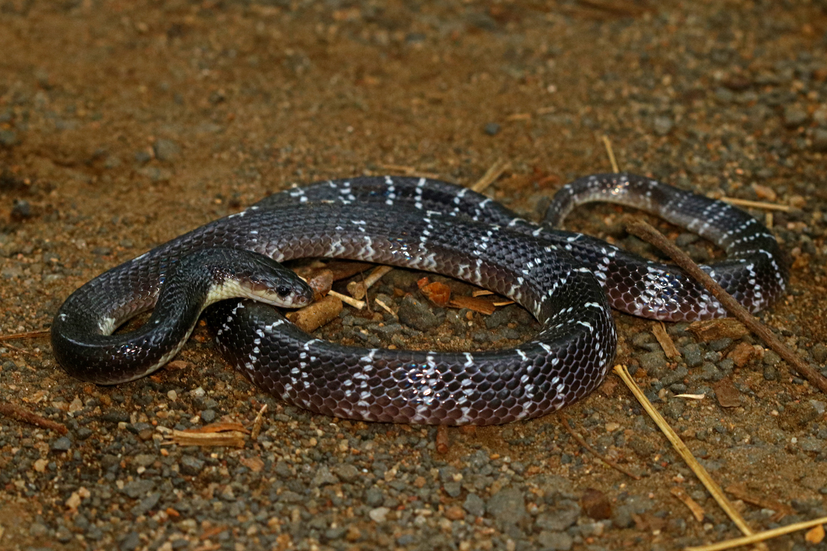 Bungarus caeruleus (Schneider, 1801)