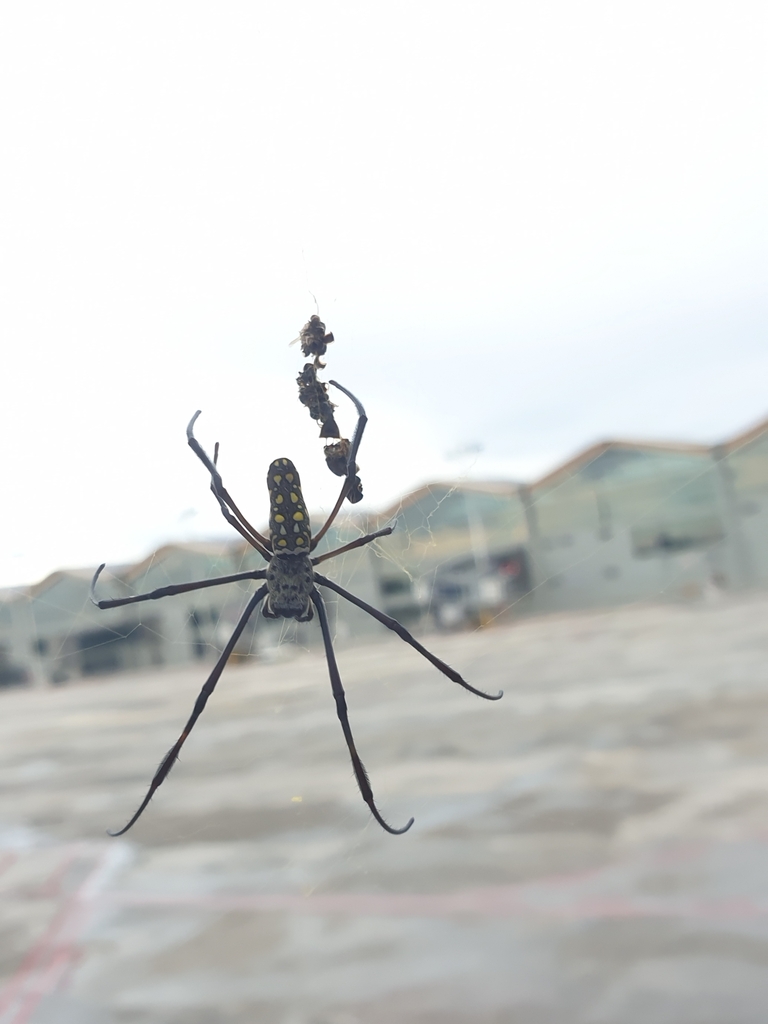 Batik Golden Web Spider from Poblacion, Mabalacat, Pampanga ...