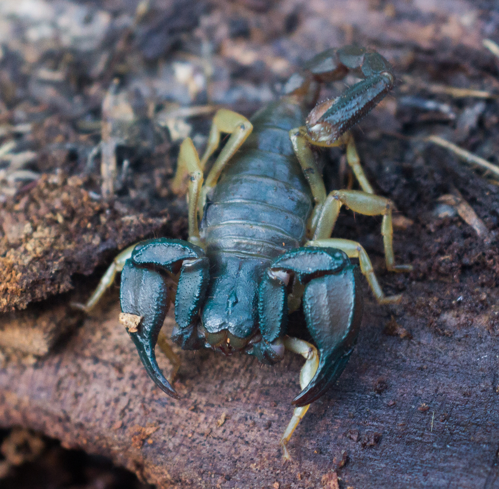 Western Forest Scorpion from Jackson State Forest, California on ...