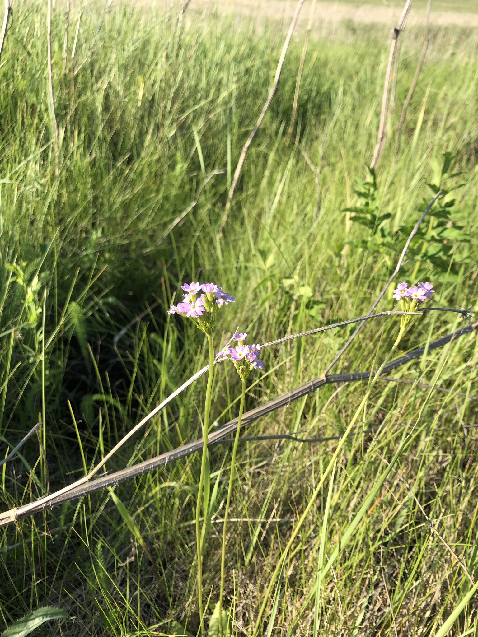 Primula longiscapa Ledeb.