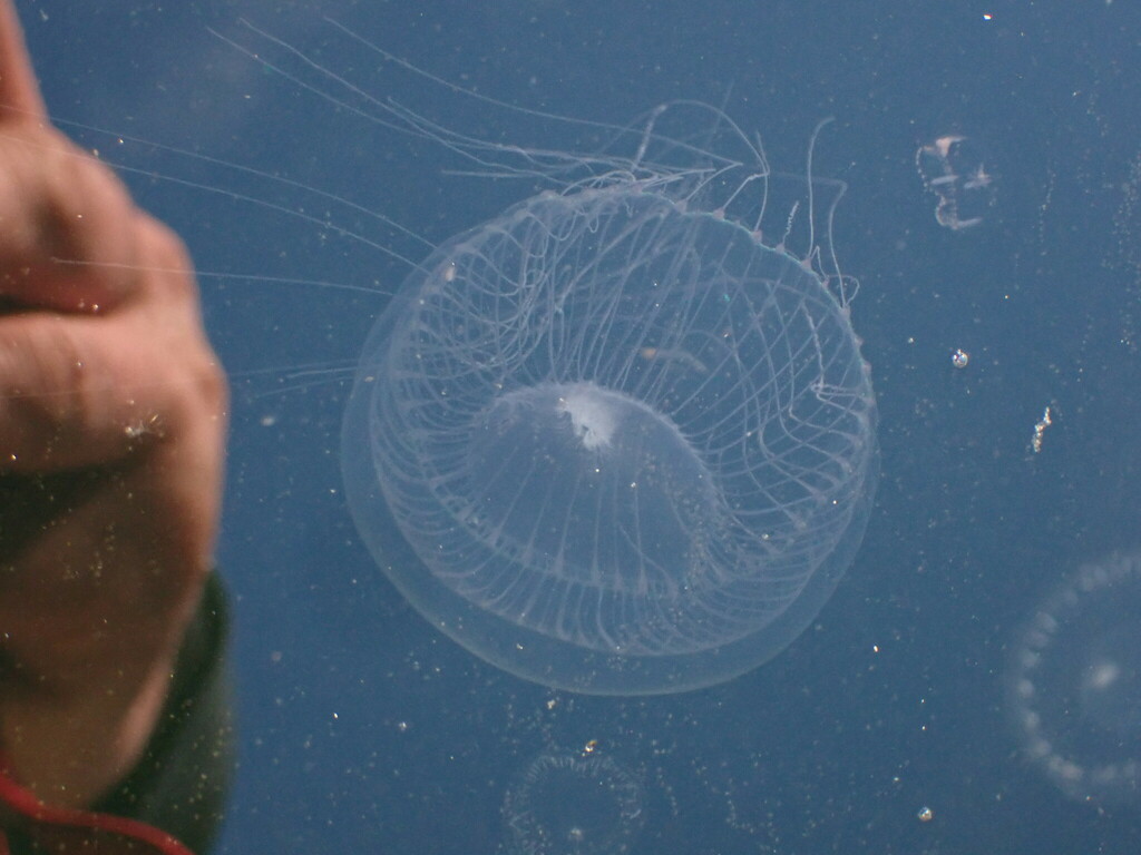 Victoria's Crystal Jelly from Central Coast, BC, Canada on June 22 ...