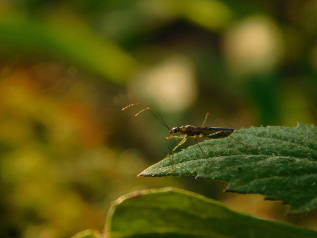 Arbela from Pasirtamiang, Ciamis Regency, West Java, Indonesia on June ...