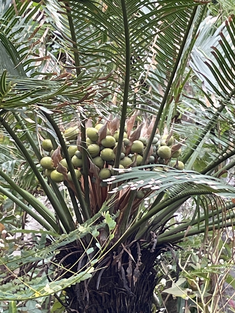Cycas media in June 2022 by suecee · iNaturalist