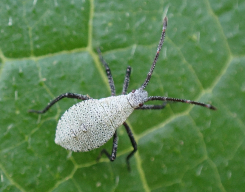 Squash Bug from South Cleveland, TN, USA on June 25, 2022 at 04:11 PM ...