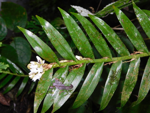 Appendicula alba · iNaturalist United Kingdom