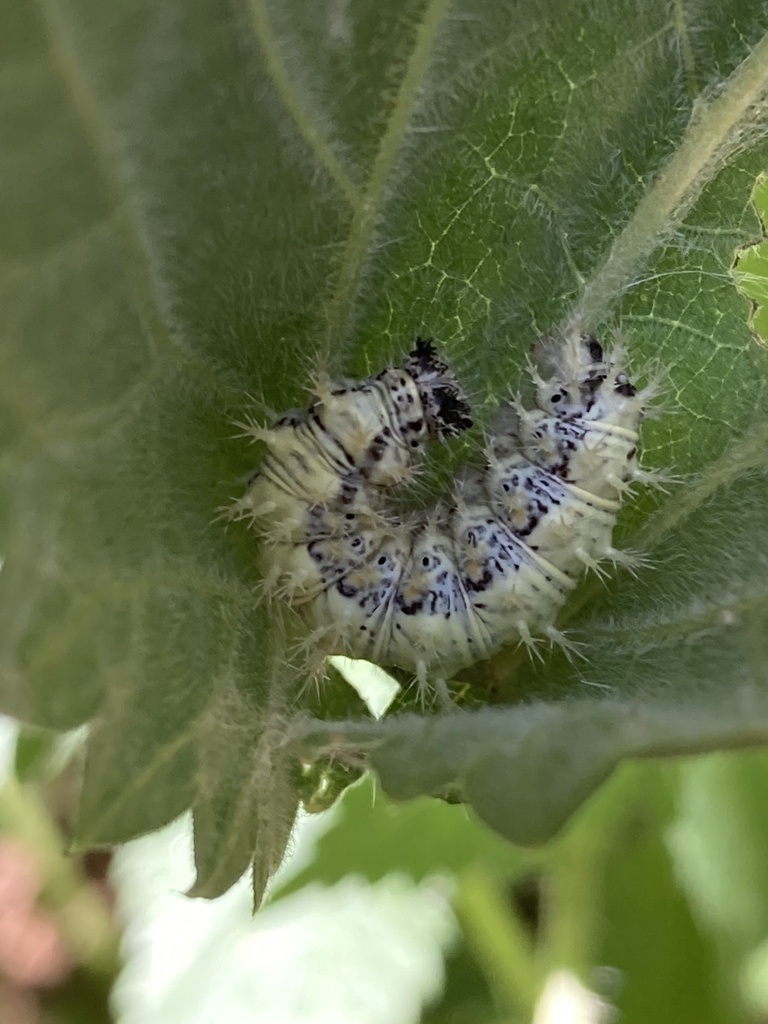 Satyr Comma in June 2022 by Susie. the nettle leaf shelter (last photo ...