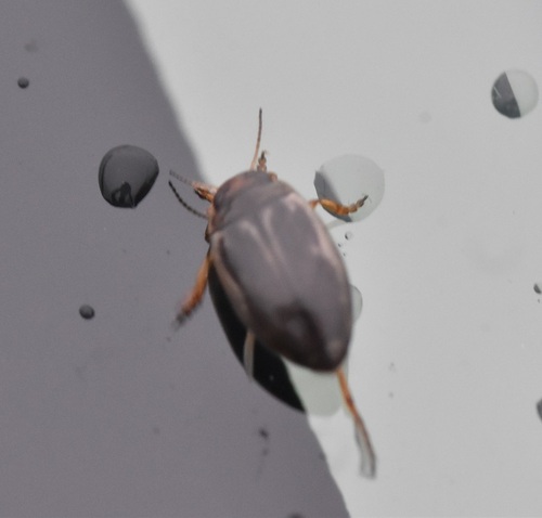 Hygrotus patruelis · iNaturalist