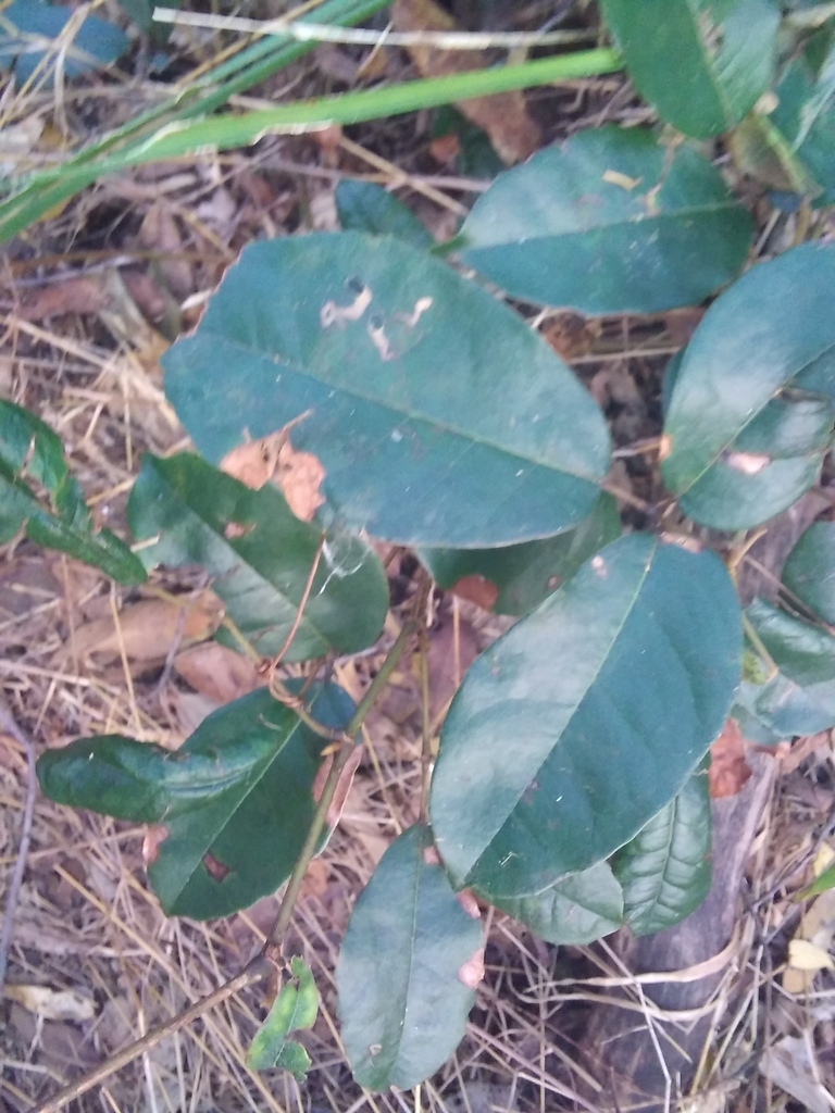 Native Grape from Valla NSW 2448, Australia on June 26, 2022 at 01:11 ...